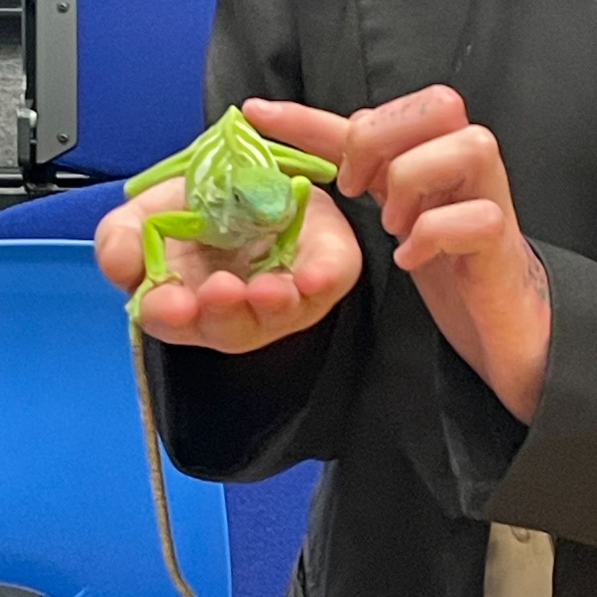 Eastern High - Animal Encounters Magic